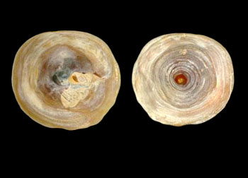马掌螺总科 Hipponicacea 蓝色动物学（中国动物学科普）